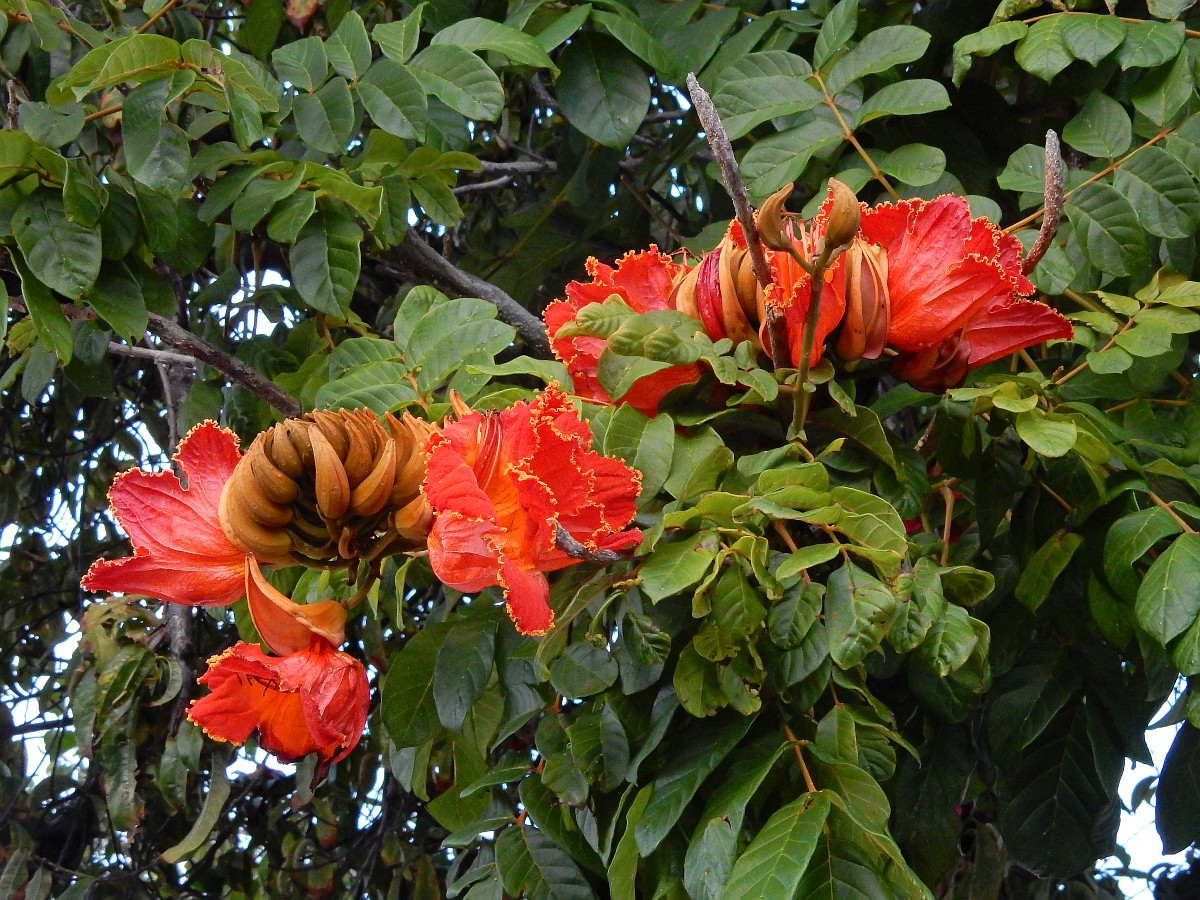 Spathodea campanulata